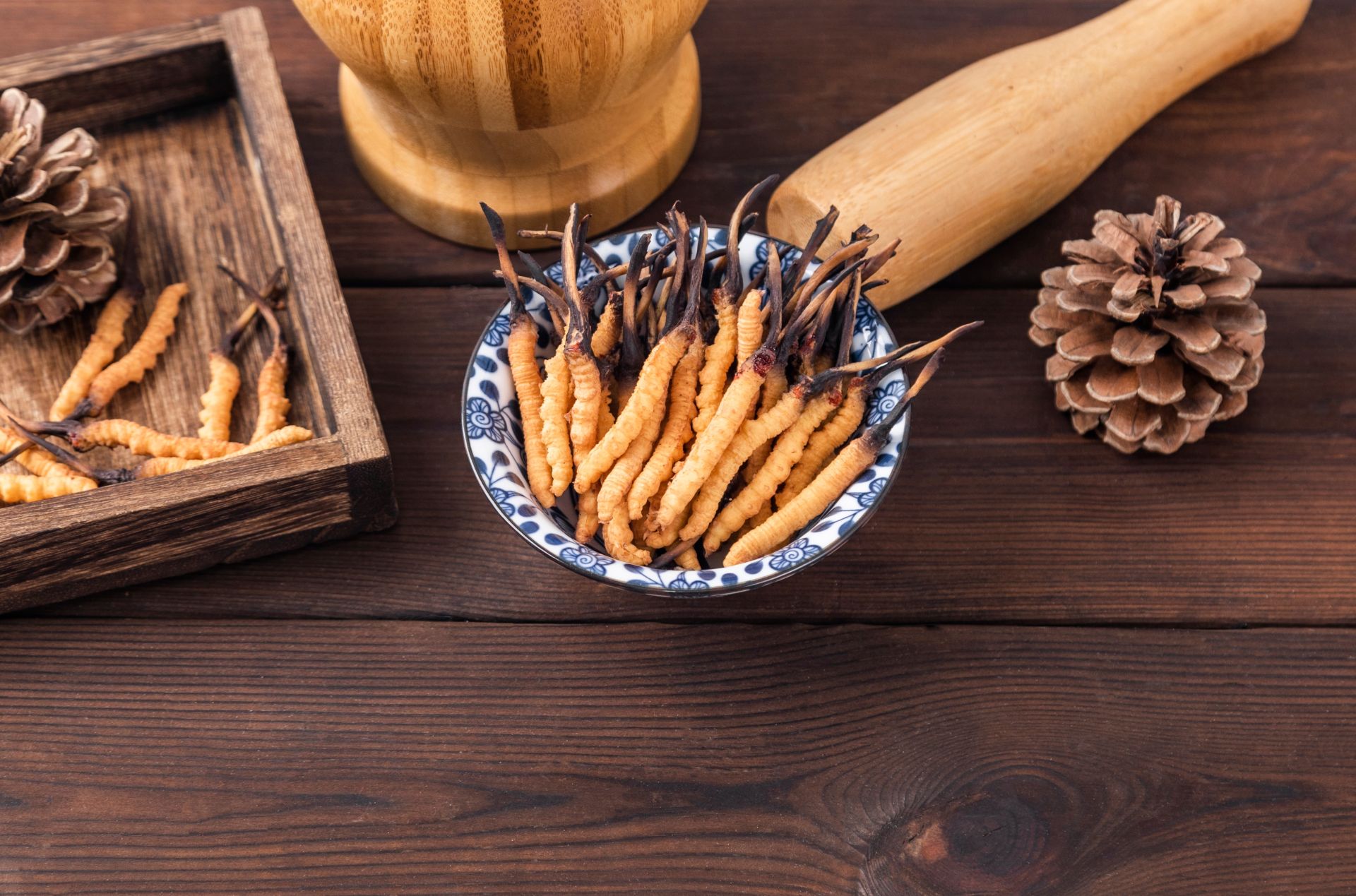 Grzyb Cordyceps sinensis – właściwości zdrowotne - Blog Muscle-Zone
